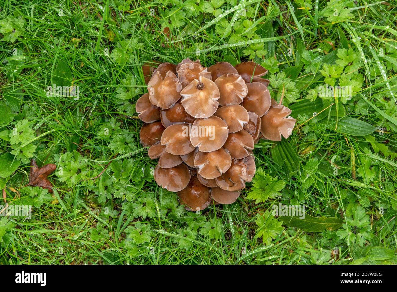 Fungus growth in forest, Suffolk, UK Stock Photo - Alamy