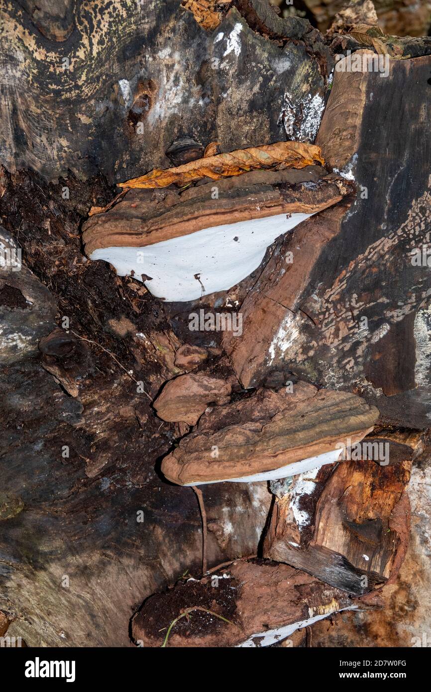 Woody bracket fungi hi-res stock photography and images - Alamy