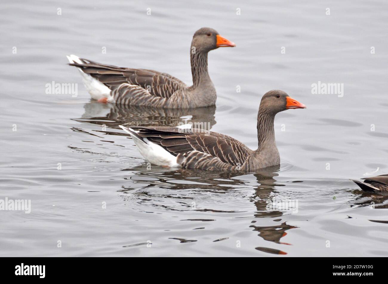 Pink feet geese flying october hi-res stock photography and images - Alamy