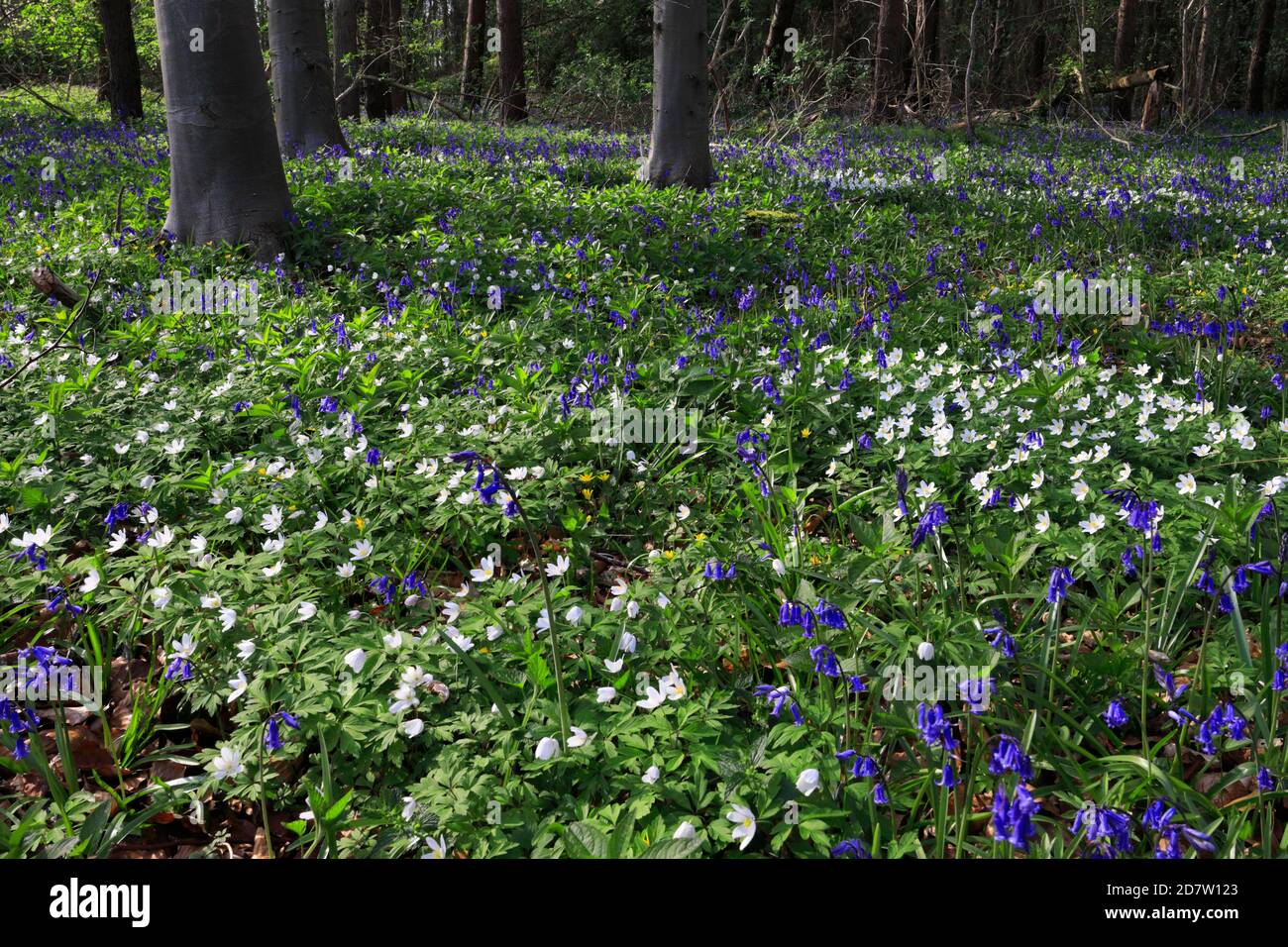Spring carpet of Bluebell flowers and Wood Anemone Flowers; Rockingham ...