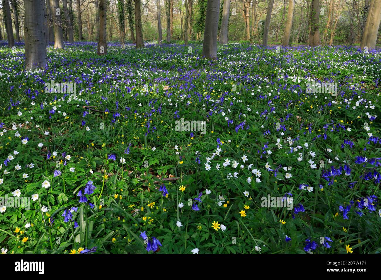 Spring carpet of Bluebell flowers and Wood Anemone Flowers; Rockingham ...