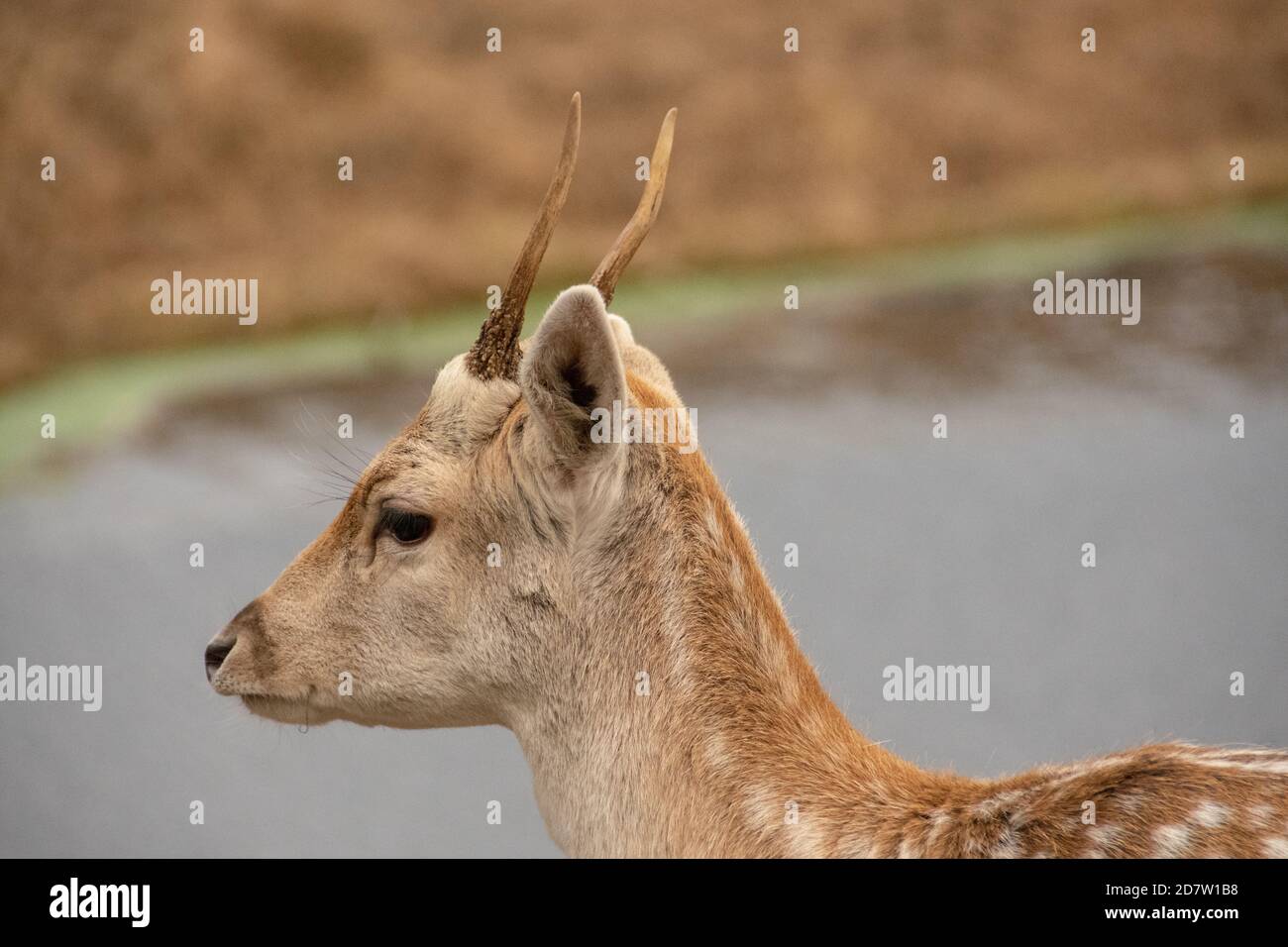 Deer kids hi-res stock photography and images - Alamy