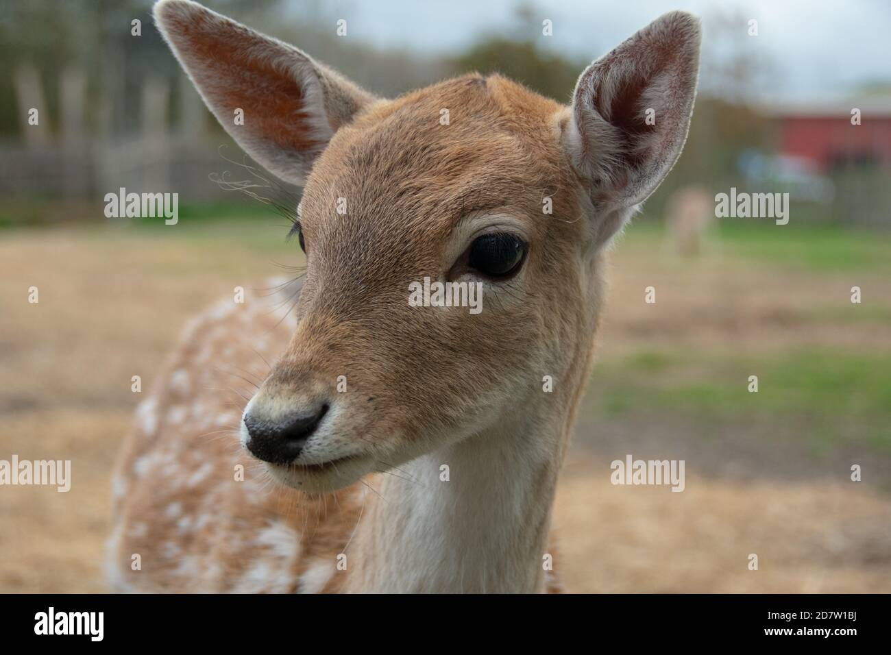 Close up young deer grazing hi-res stock photography and images - Alamy