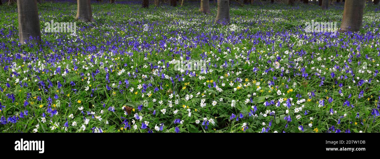 Spring carpet of Bluebell flowers and Wood Anemone Flowers; Rockingham ...