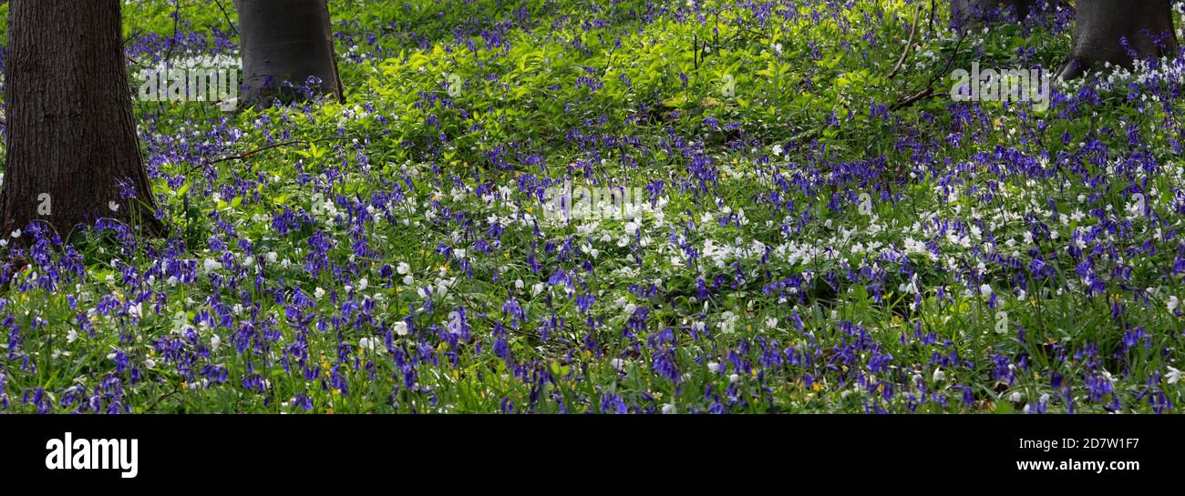 Spring carpet of Bluebell flowers and Wood Anemone Flowers; Rockingham ...