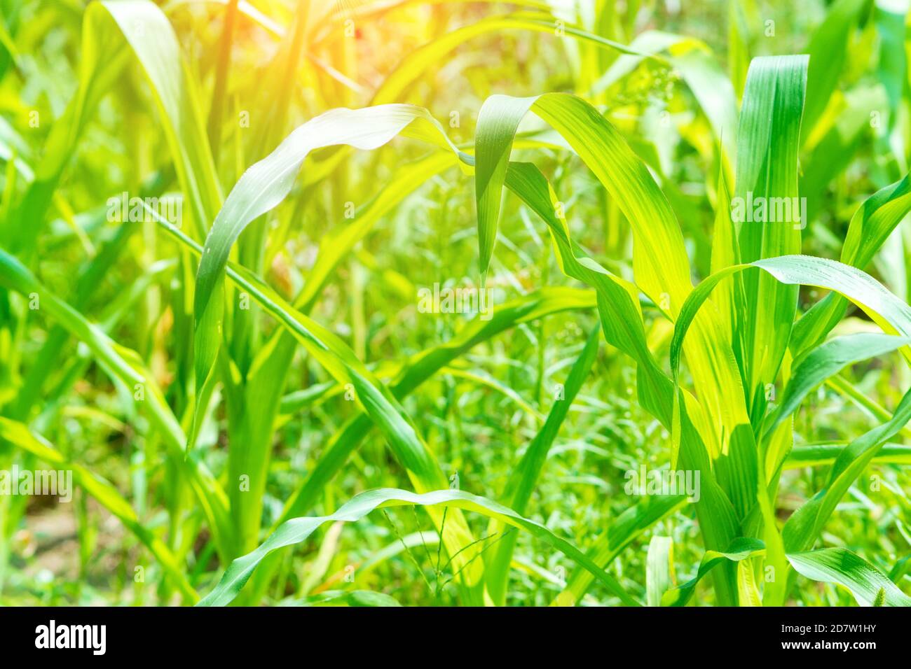 green corn growing on the field. Young Corn Plants Stock Photo - Alamy