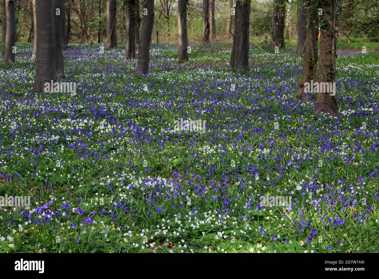 Spring carpet of Bluebell flowers and Wood Anemone Flowers; Rockingham ...