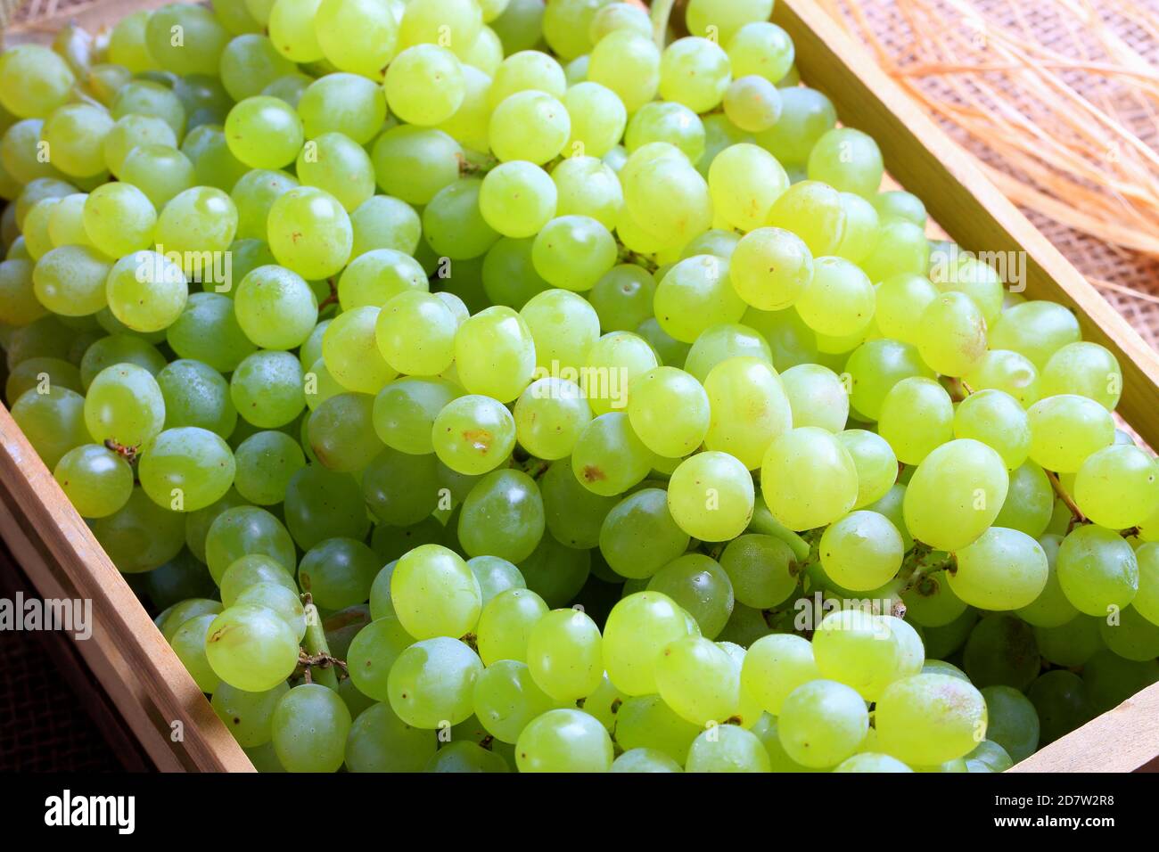 Giant grape hi-res stock photography and images - Alamy