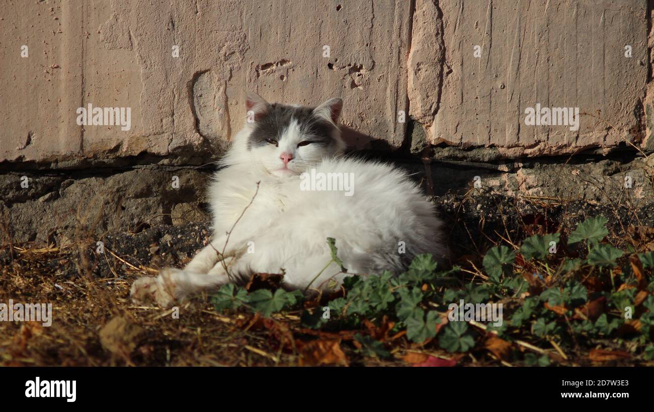 Surprised looking cat hi-res stock photography and images - Alamy