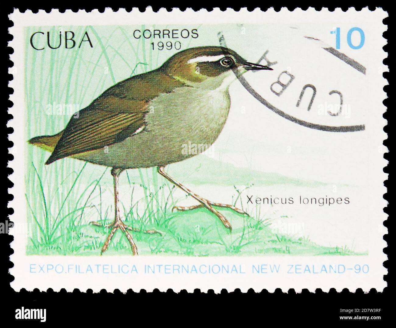 New zealand bush wren hi-res stock photography and images - Alamy