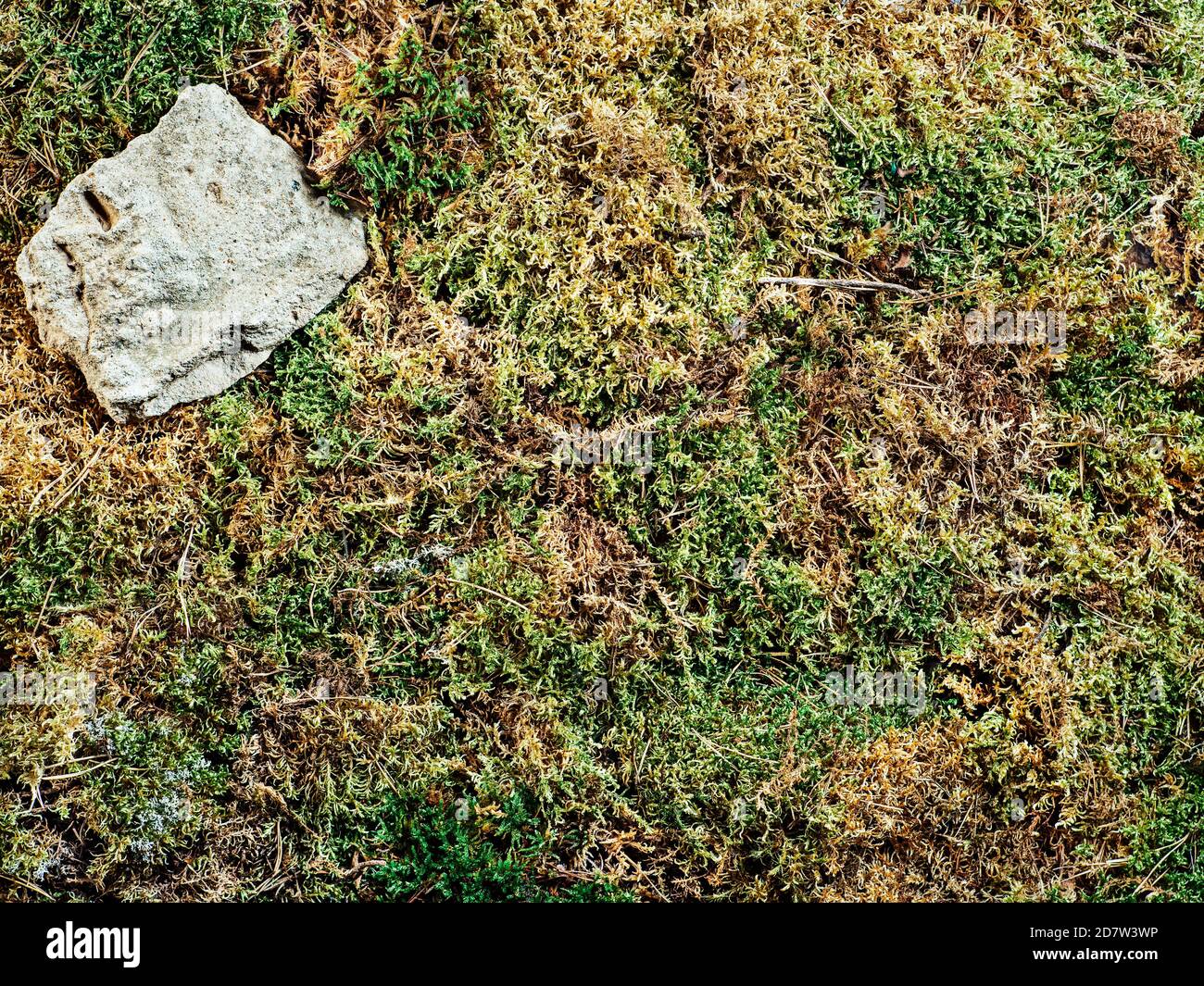 moss texture background. Top view of natural green and brown moss with ...