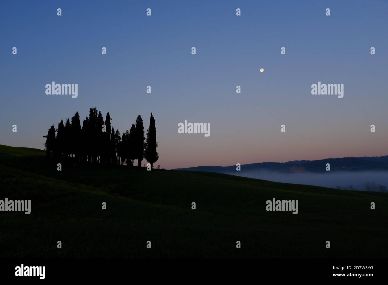 Stand of cypress trees with full moon and fog, just as dawn begins. Val ...