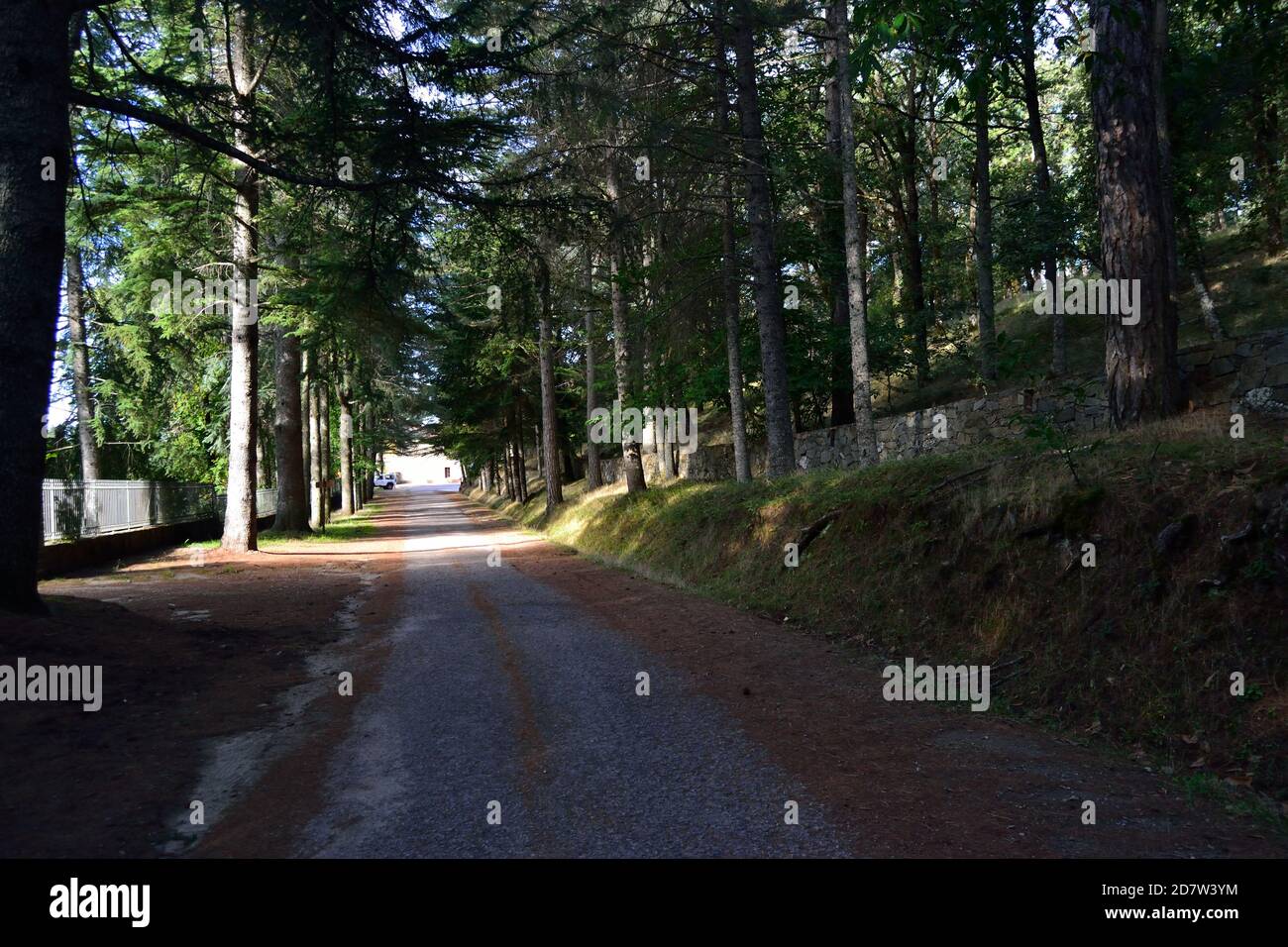The forest of Monte Pisanu Stock Photo - Alamy