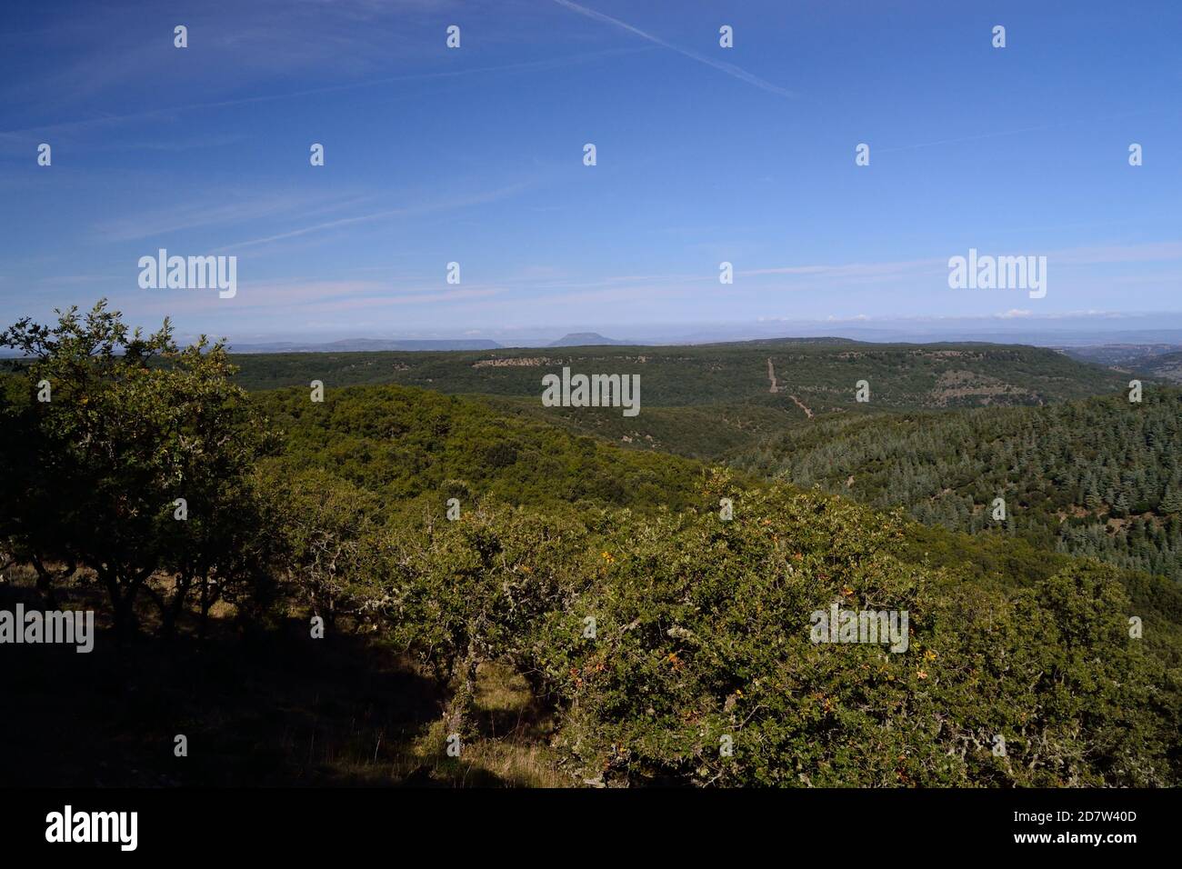 The forest of Monte Pisanu Stock Photo - Alamy