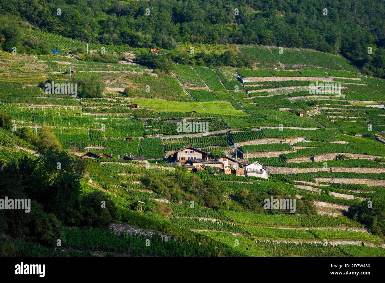 Plan cerisier hi-res stock photography and images - Alamy