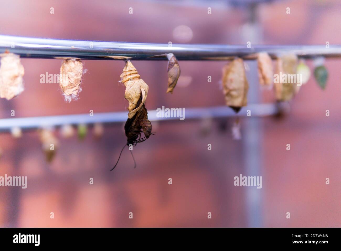 Monarch butterfly chrysalis hatch hi-res stock photography and images ...
