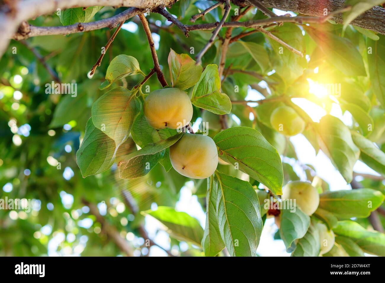 Growing japanese persimmon hi-res stock photography and images - Alamy