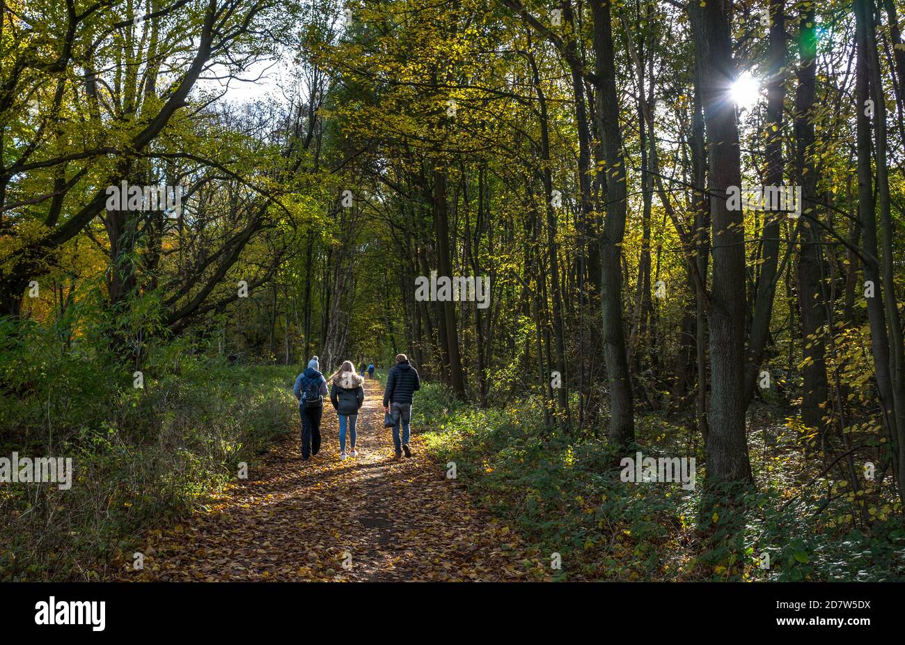 People walking on a bridleway through a typical woodland in Sherwood ...