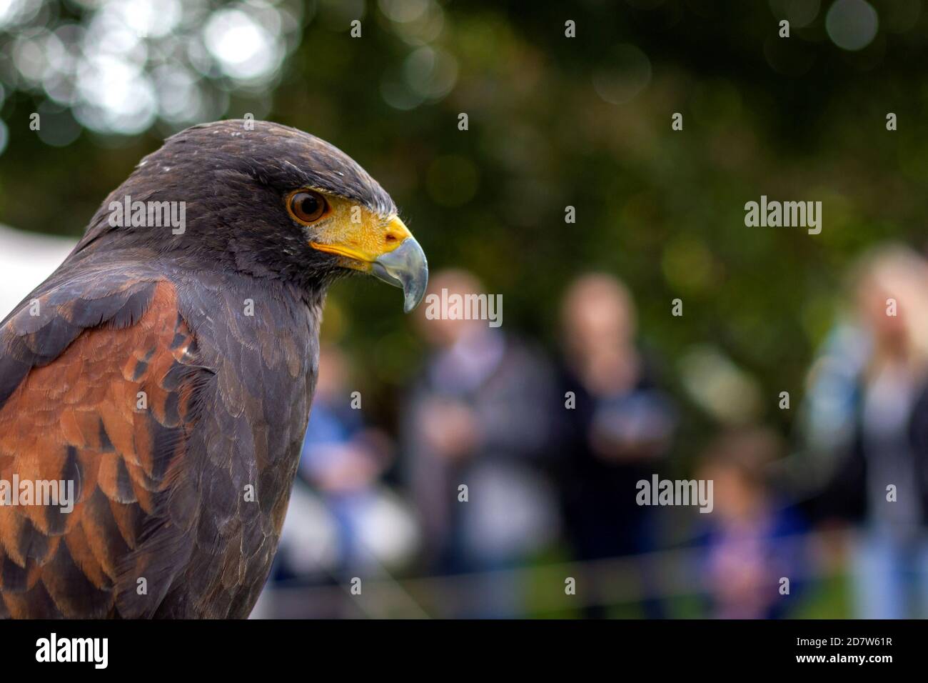 A closeup portrait of a harris 's hawk, also called dusky hawk. You can ...