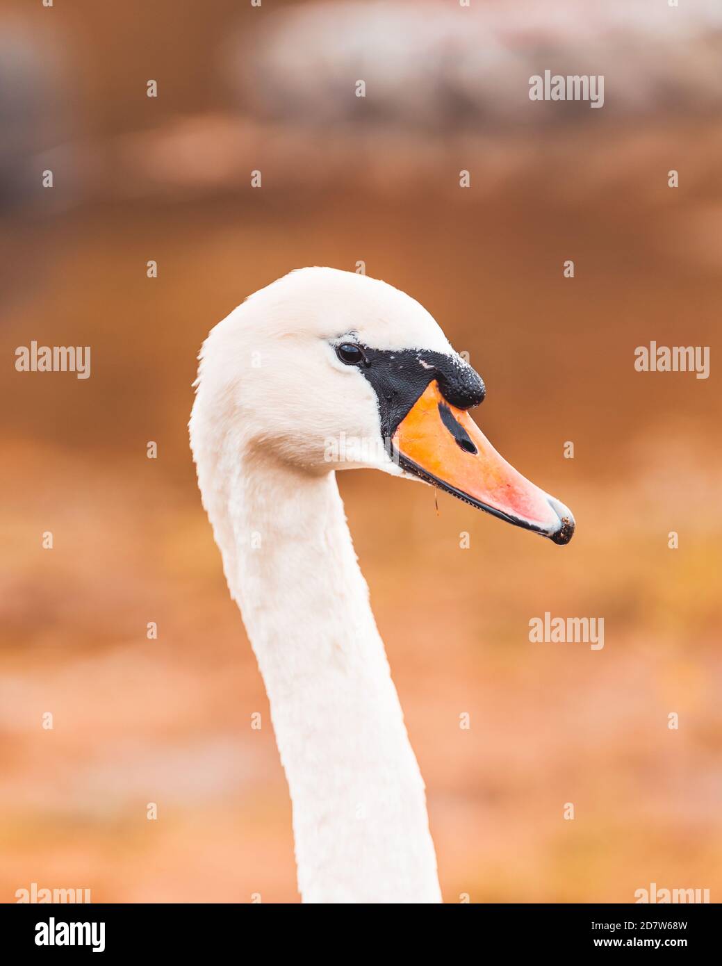 Swan hero shot with an Autumn feel Stock Photo - Alamy