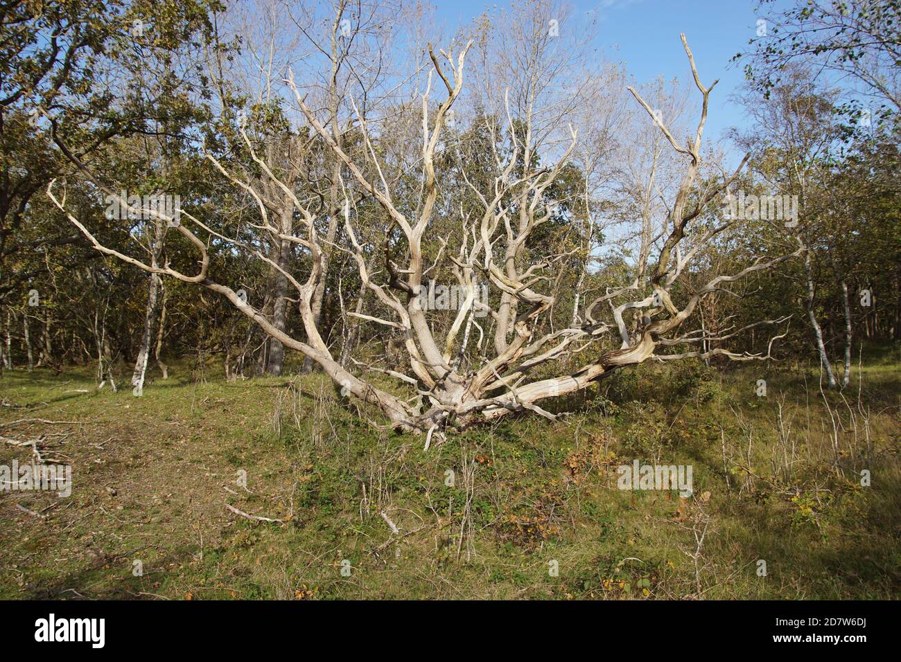 Dead barkless tree in forest hi-res stock photography and images - Alamy