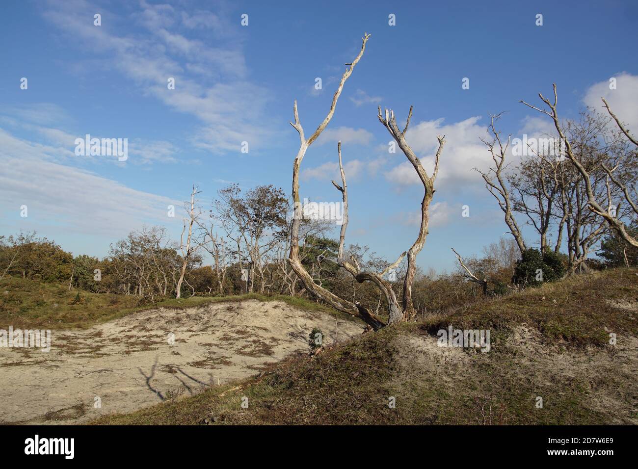 White, dead trees, partially barkless in the Dutch dunes to get open ...