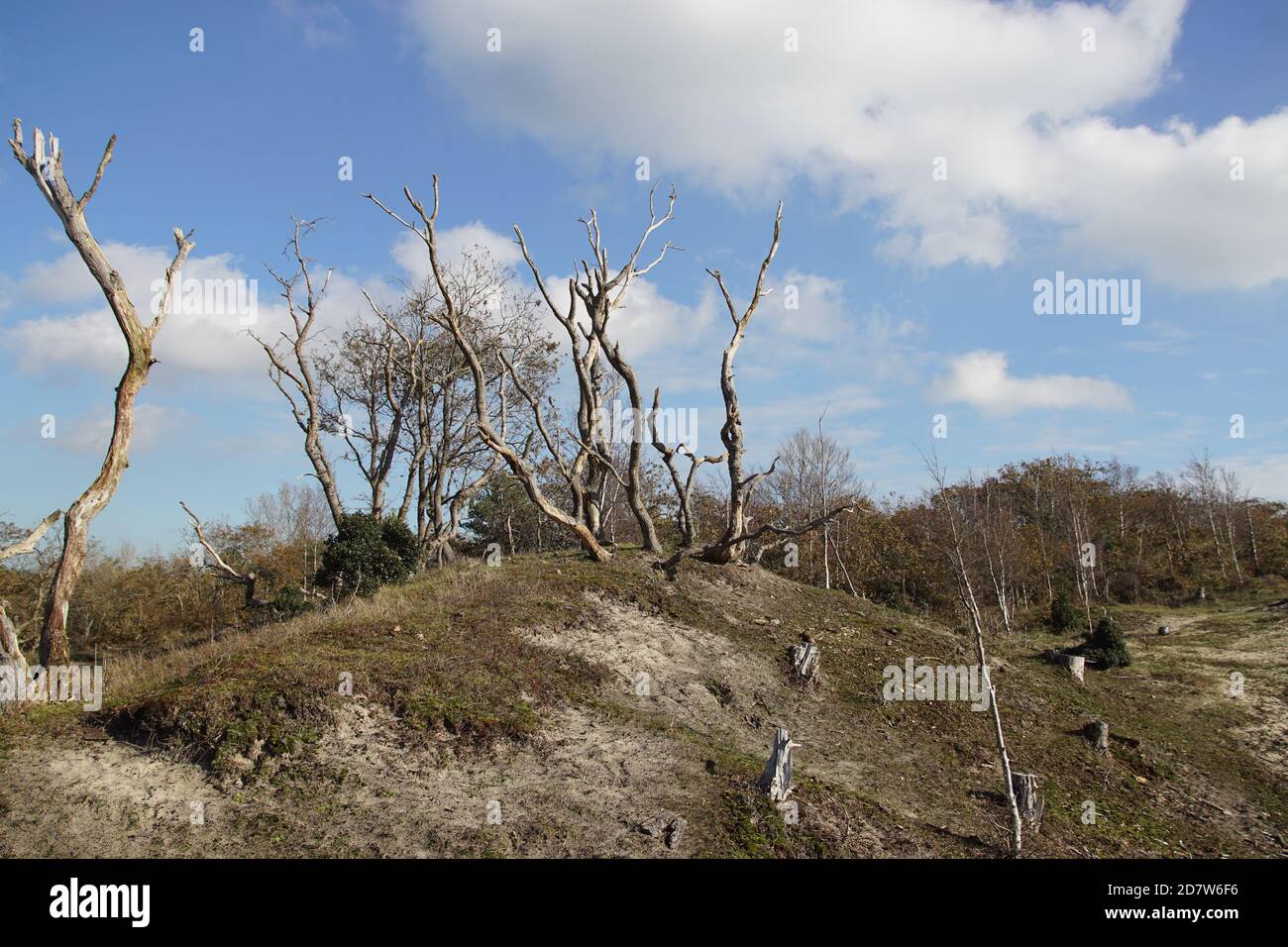 Barkless tree hi-res stock photography and images - Alamy