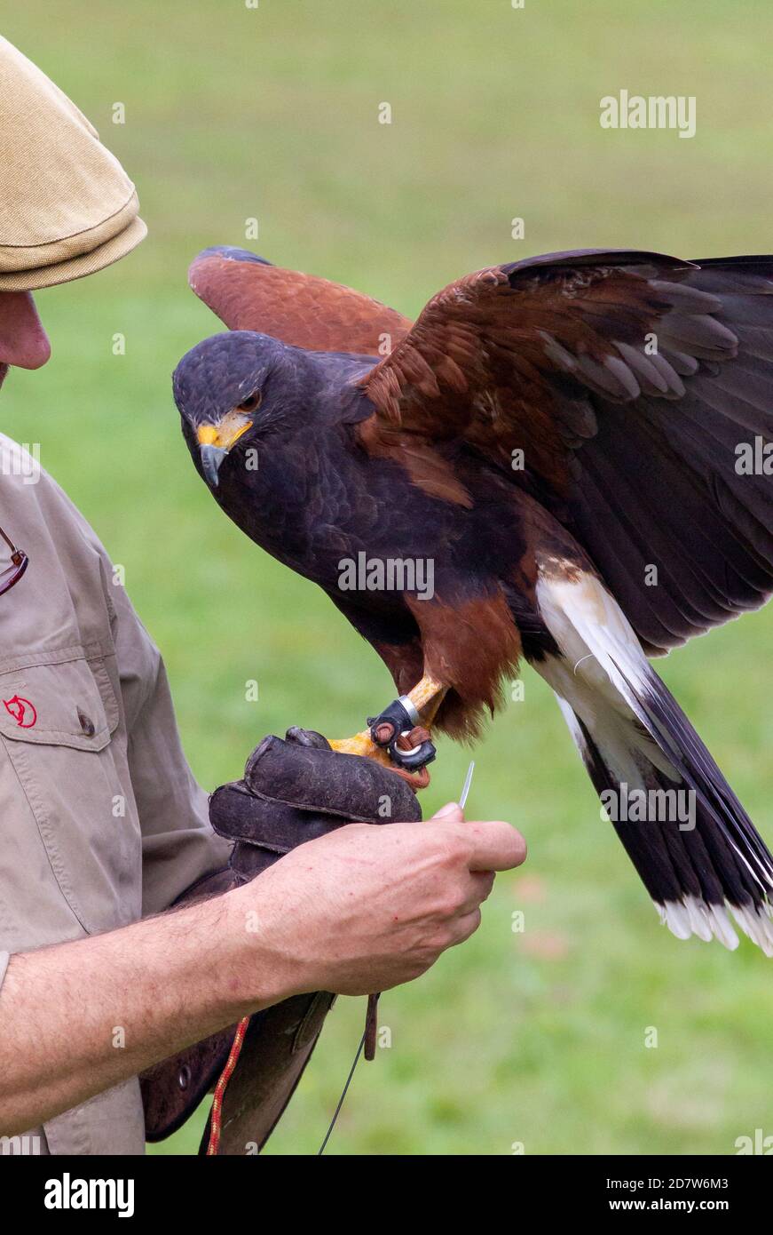A portrait of a desert or harris's hawk sitting on a falconers glove ...