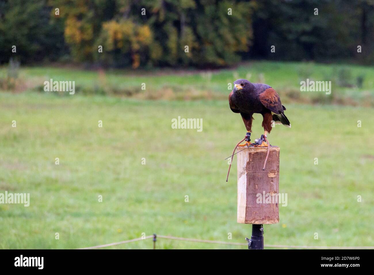A portrait of a desert hawk parched on a falconry prop during a ...
