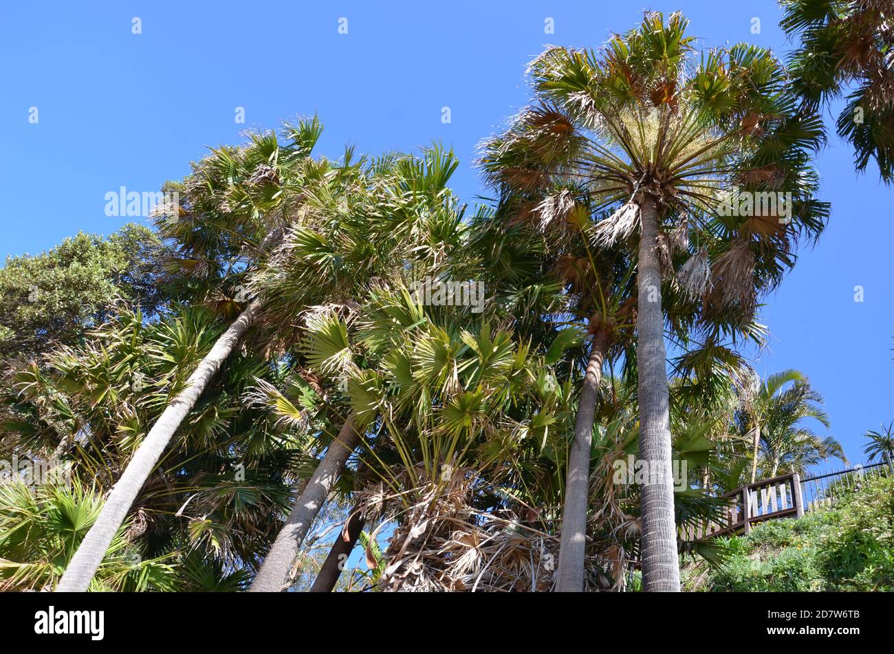 Manly beach looking cabbage tree hi-res stock photography and images ...