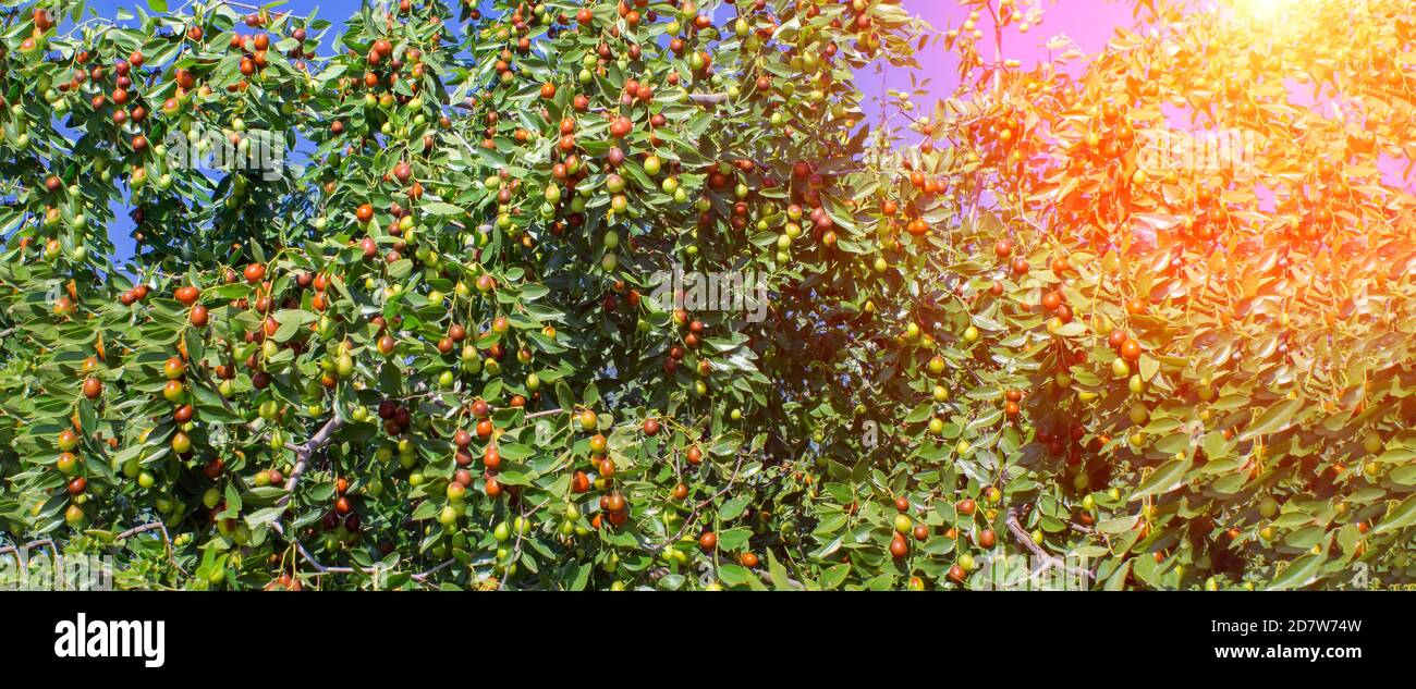 Branches jujube ziziphus tree hi-res stock photography and images - Alamy