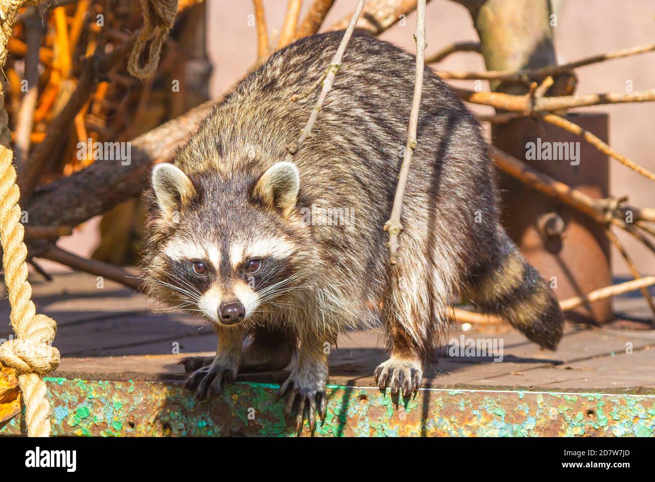 raccoon sitting on rocks in the zoo Stock Photo - Alamy