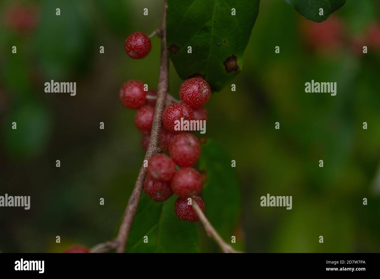 Russian olives hi-res stock photography and images - Alamy