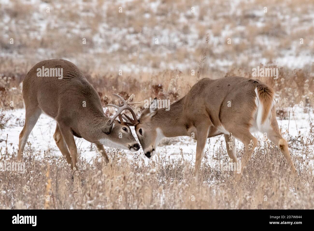 North America; United States; Montana; National Bison Range; Wildlife ...