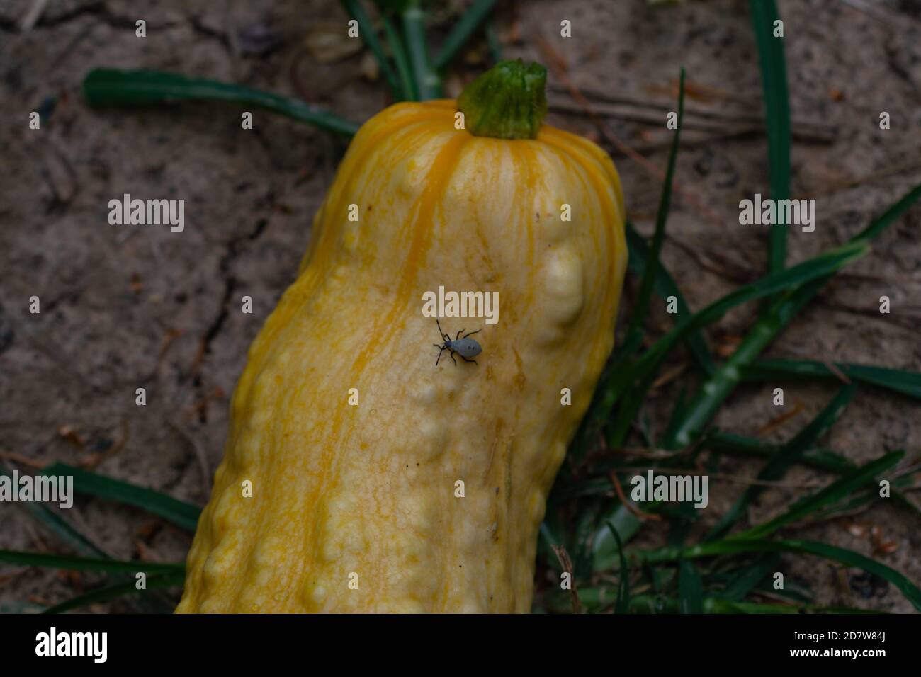 Squash bug on squash in a garden Stock Photo - Alamy