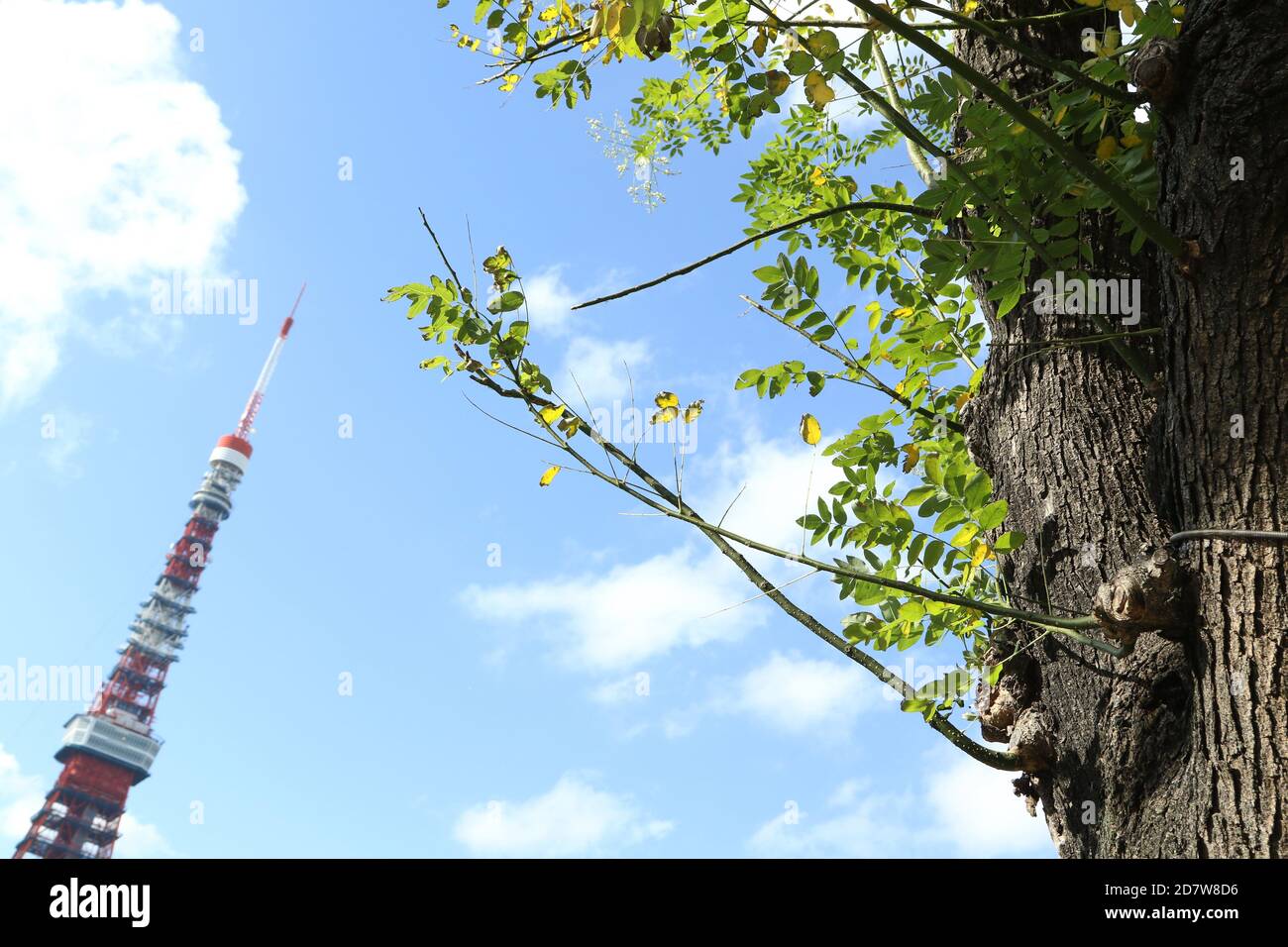 Tokyo Tower in front of blue sky with green leafes of a tree, Tokyo ...