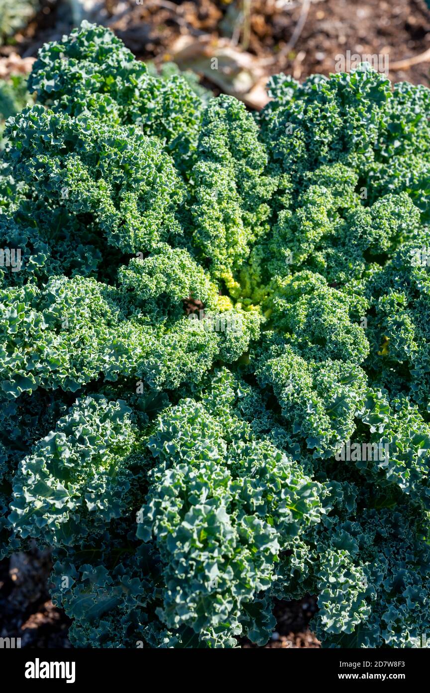 Organic green leaf curly kale cabbage growing in garden close up Stock ...