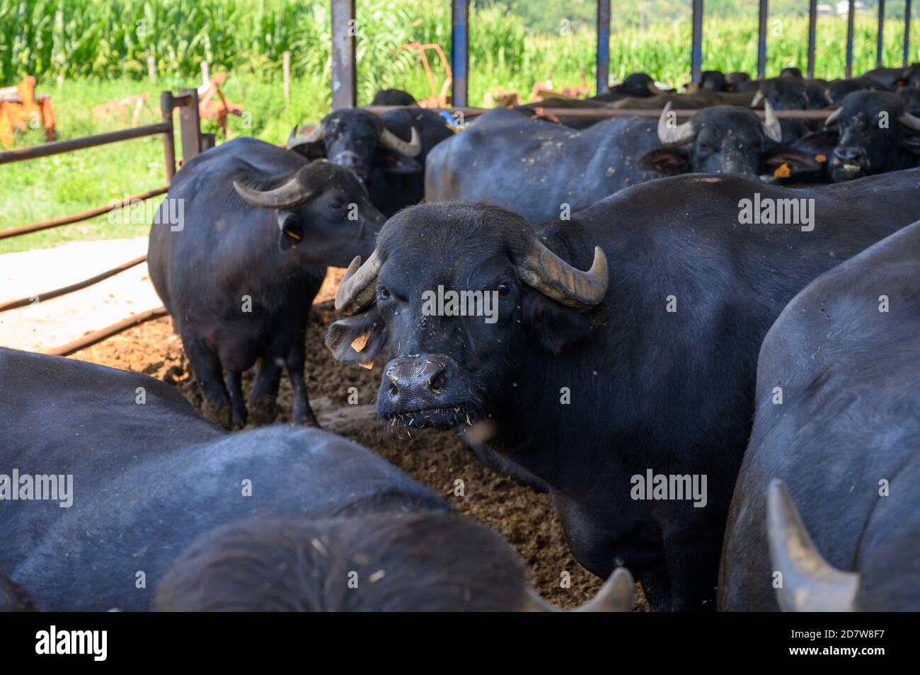 Domestic italian water buffalo hi-res stock photography and images - Alamy