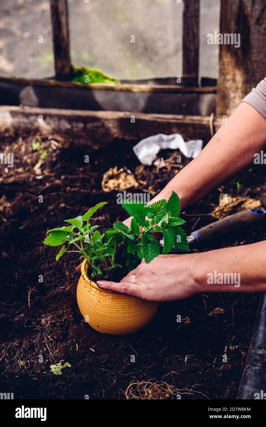 Farmer replanting plant seedling farm hi-res stock photography and ...
