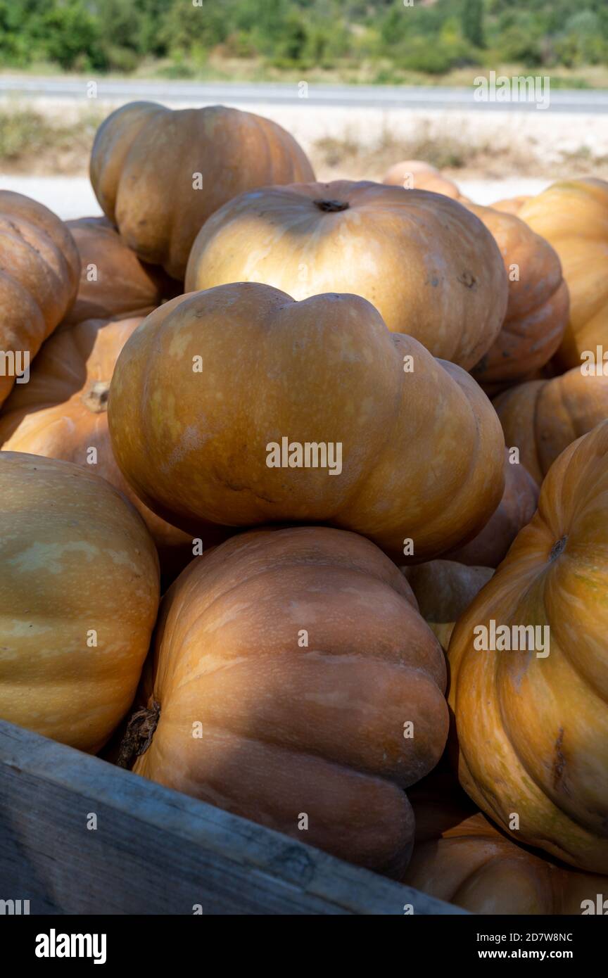 New harvest of big round tasty edible pumpkins in Provence, France ...