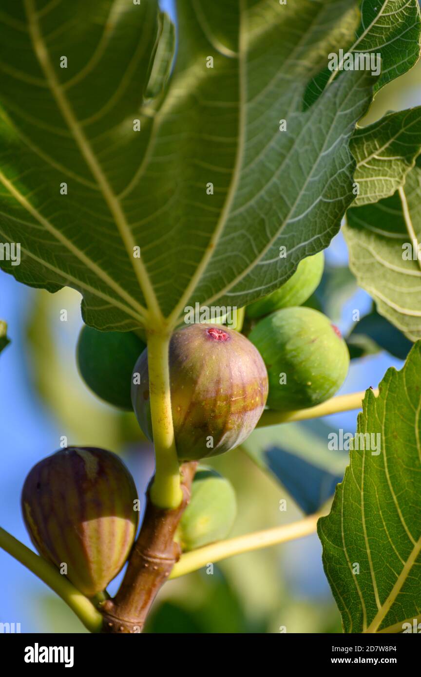 Sweet fig fruits ripening on big tree in summer close up Stock Photo ...