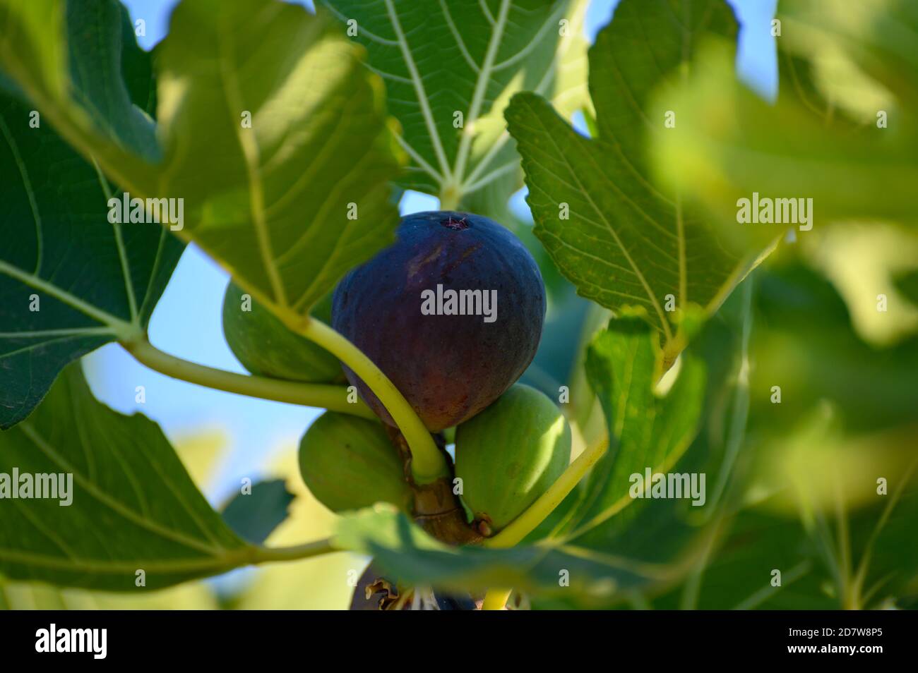 Sweet fig fruits ripening on big tree in summer close up Stock Photo ...