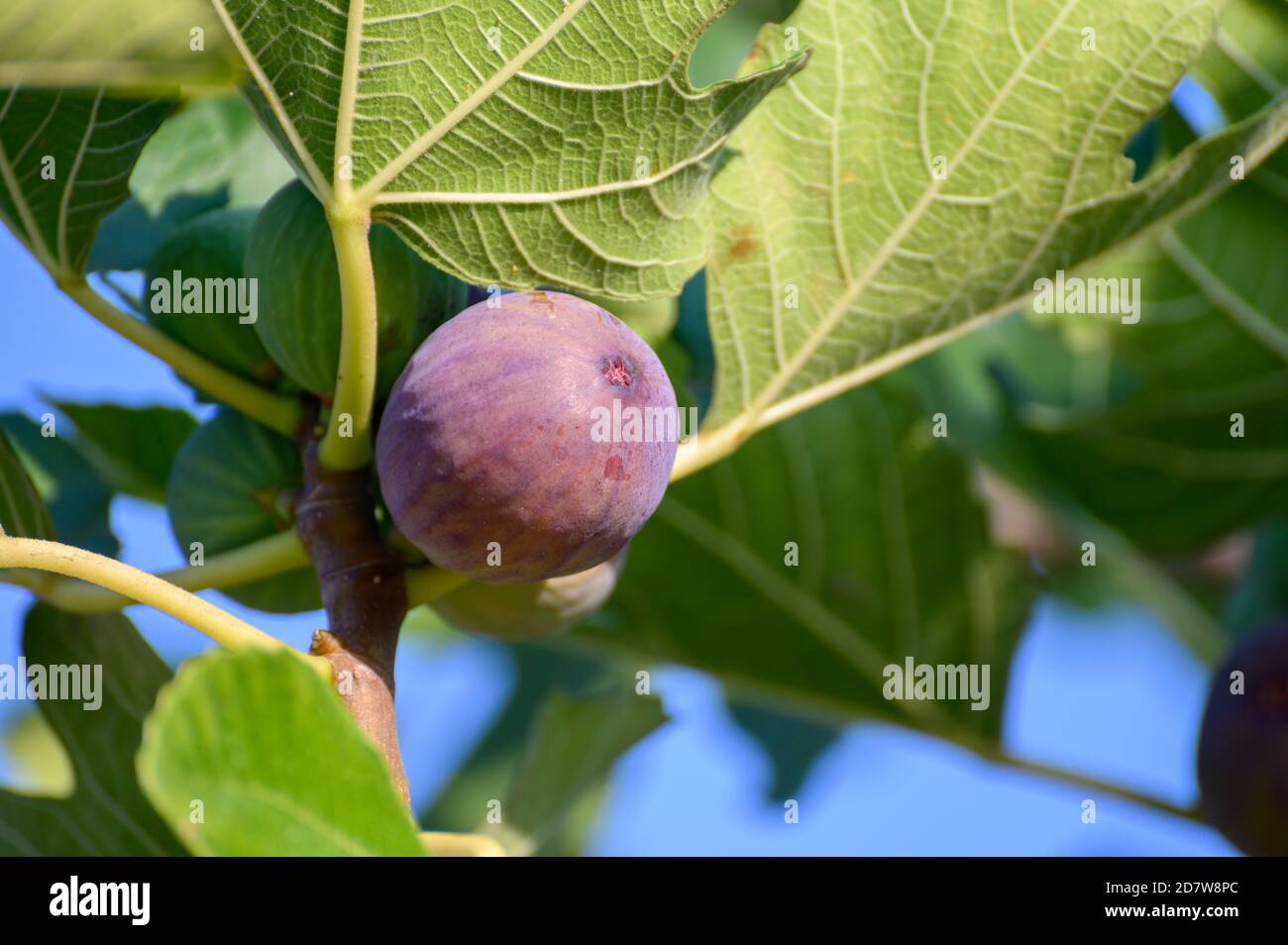 Sweet fig fruits ripening on big tree in summer close up Stock Photo ...