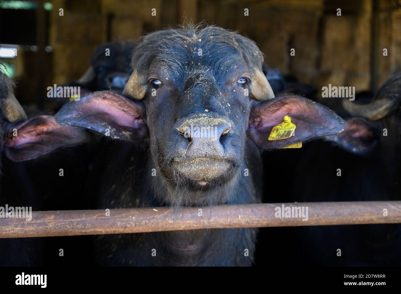 Domestic italian water buffalo hi-res stock photography and images - Alamy
