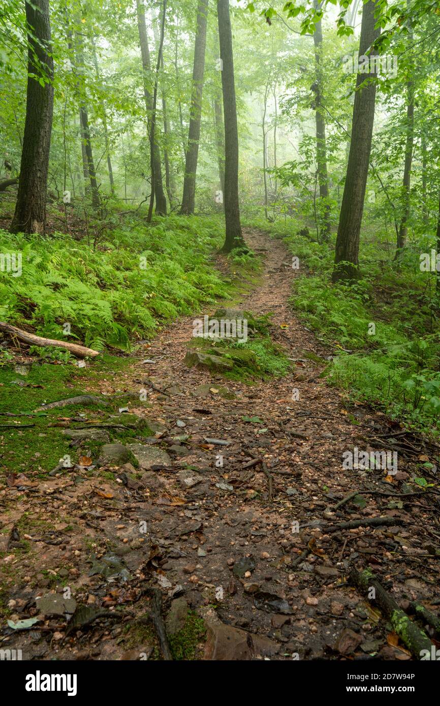 Early morning mist in a summer forest with a narrow footpath going ...