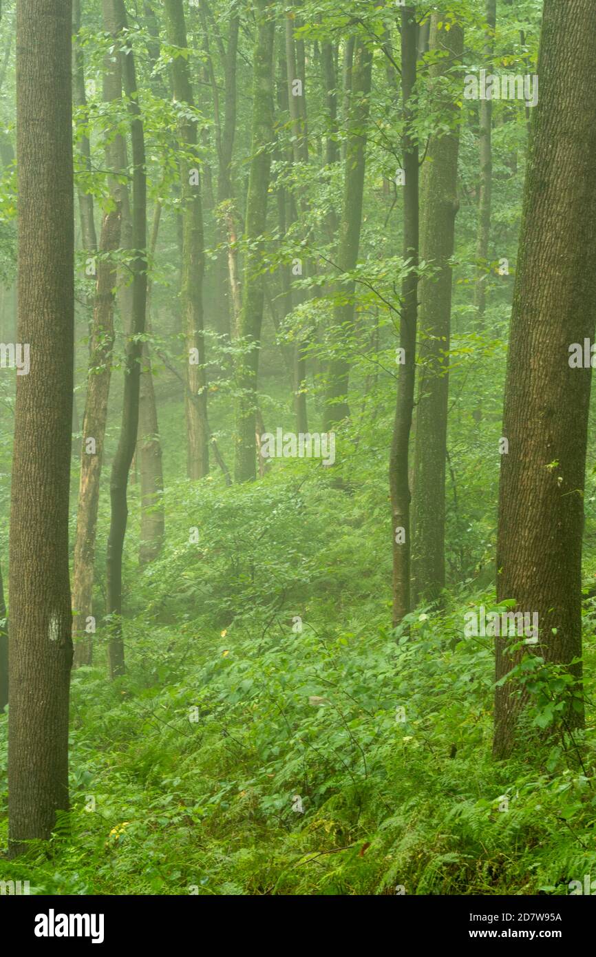 Densely forested background hi-res stock photography and images - Alamy
