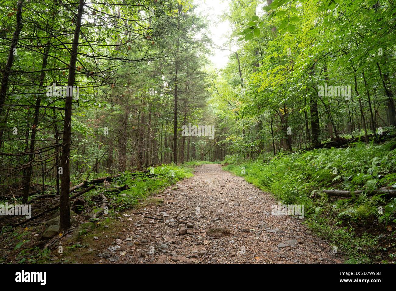 Narrow unpaved trail in the dense woodland covered with lush vegetation ...