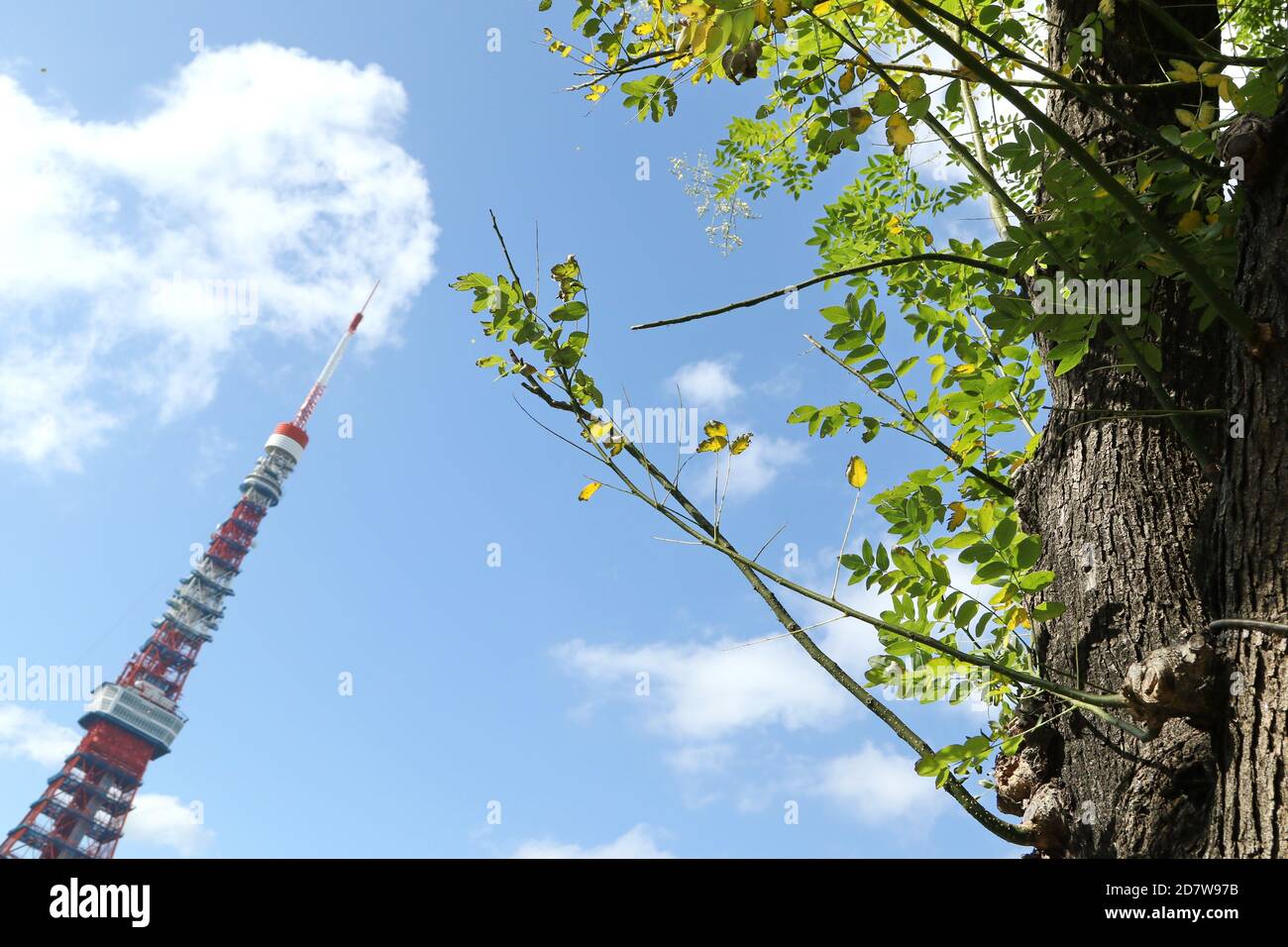 Tokyo Tower in front of blue sky with green leafes of a tree, Tokyo ...