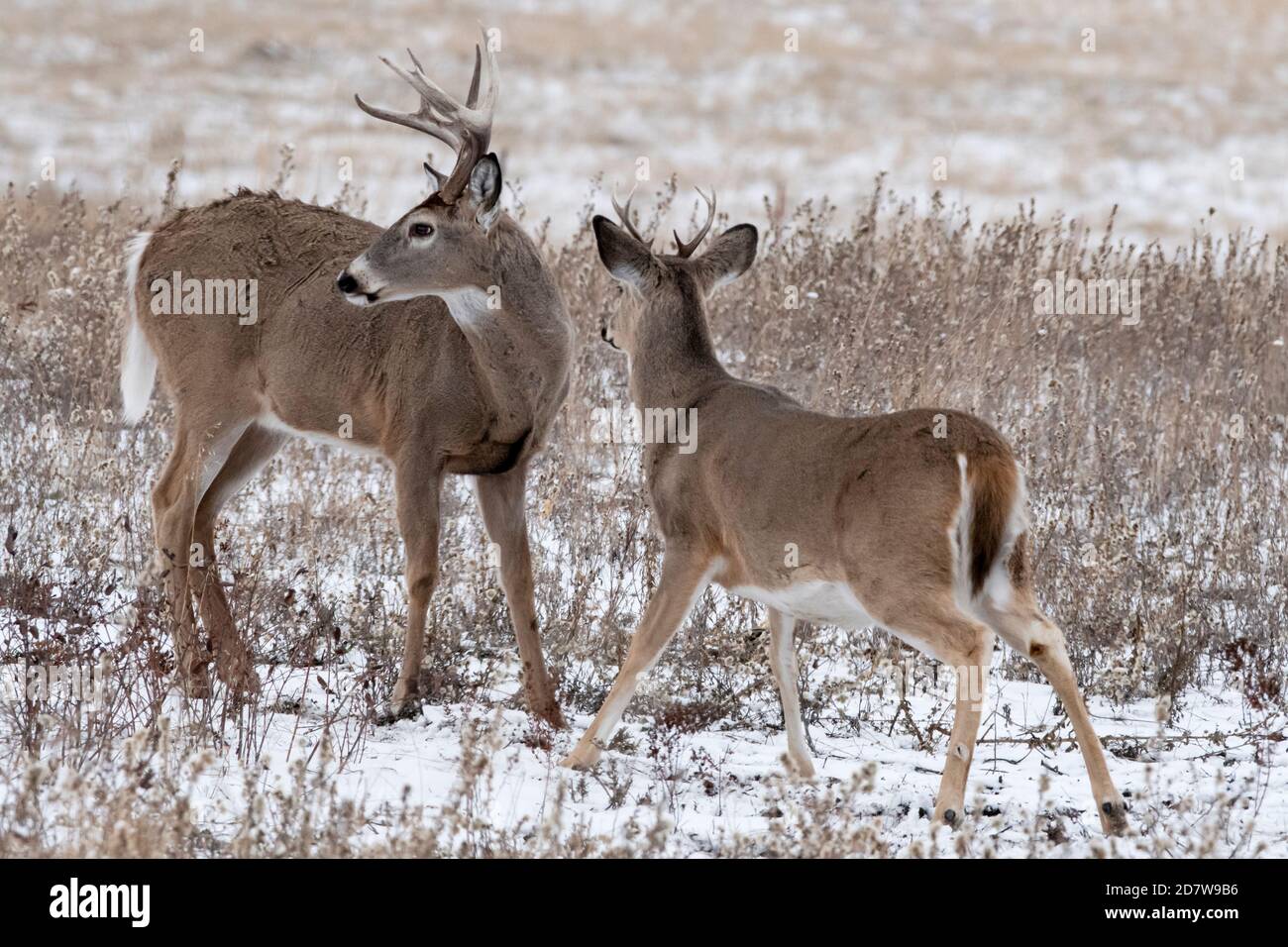 North America; United States; Montana; National Bison Range; Wildlife ...