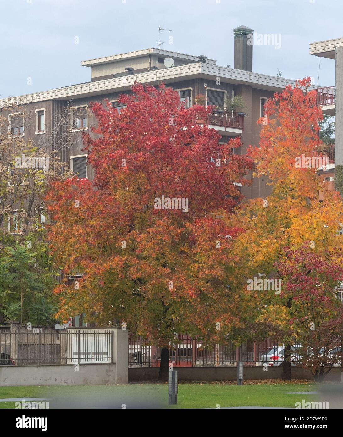 urban landscape in autumn. autumn colors of the leaves of the trees in ...